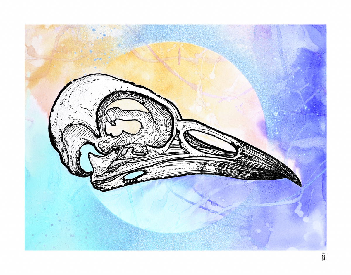 ROBIN SKULL – dino nemec