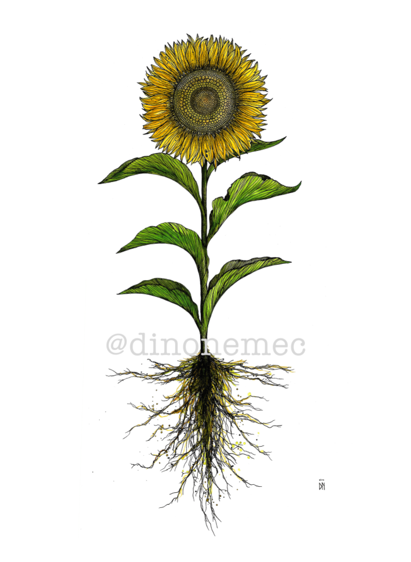 Sunflower Plant With Roots Drawing